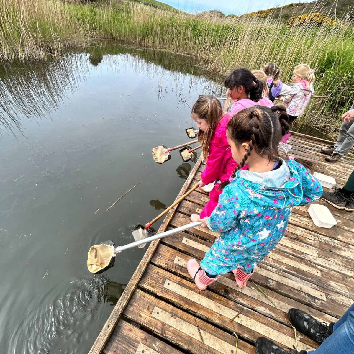 Malborough with South Huish C of E (VC) Primary School - Pond-dipping